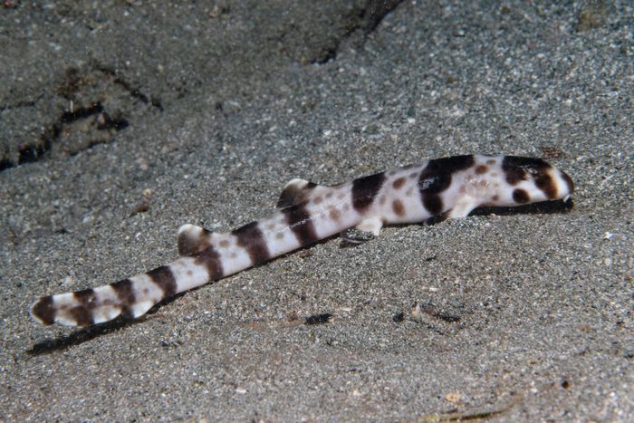 New Species of Walking Shark Identified, All Very Cute