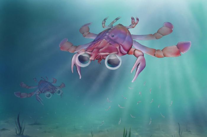 Scientists Discover Googly-Eyed ‘Beautiful Nightmare’ Crab