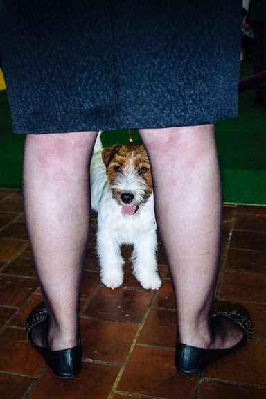 See All of the Primping Pups at the Westminster Dog Show