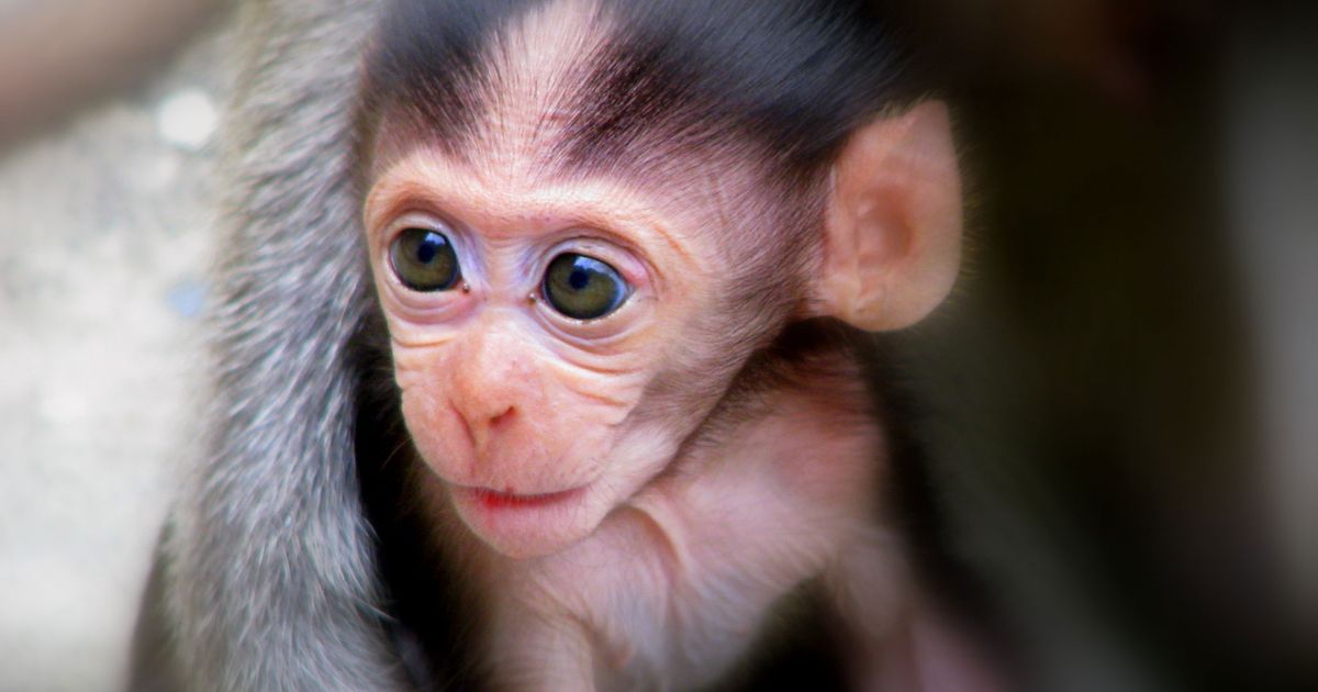 Watch Baby Monkeys Shed Light on the Origin of the Smile -- Science of Us