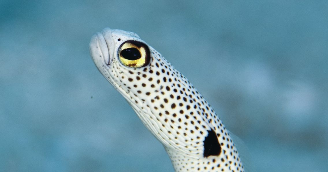 Japanese Aquarium Asks People to Video-Call Lonely Eels