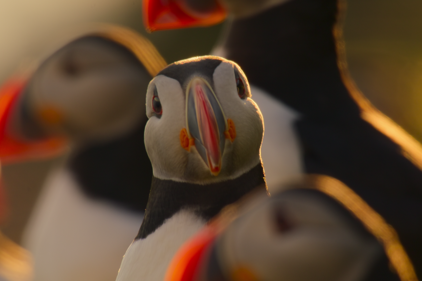 What Bess Kalb Watches (and Reads) with Her Kids - NEWS | BANDMINE.COM