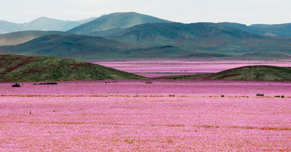 This Pink Desert Is the Stuff of Lisa Frank Dreams