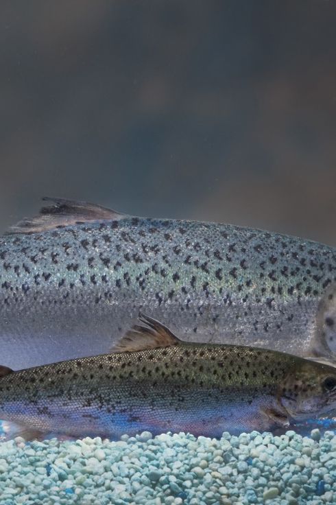 The FDA Just Approved Genetically Modified Salmon for Human Consumption