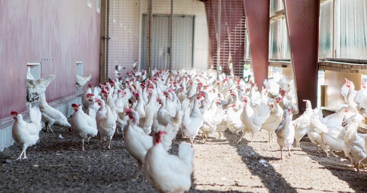 Perdue Chicken Will Remove ‘Humanely Raised’ From Its Label to Settle ...