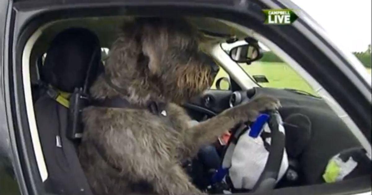 New Zealand Animal Rights Group Is Teaching Dogs to Drive Cars for ...