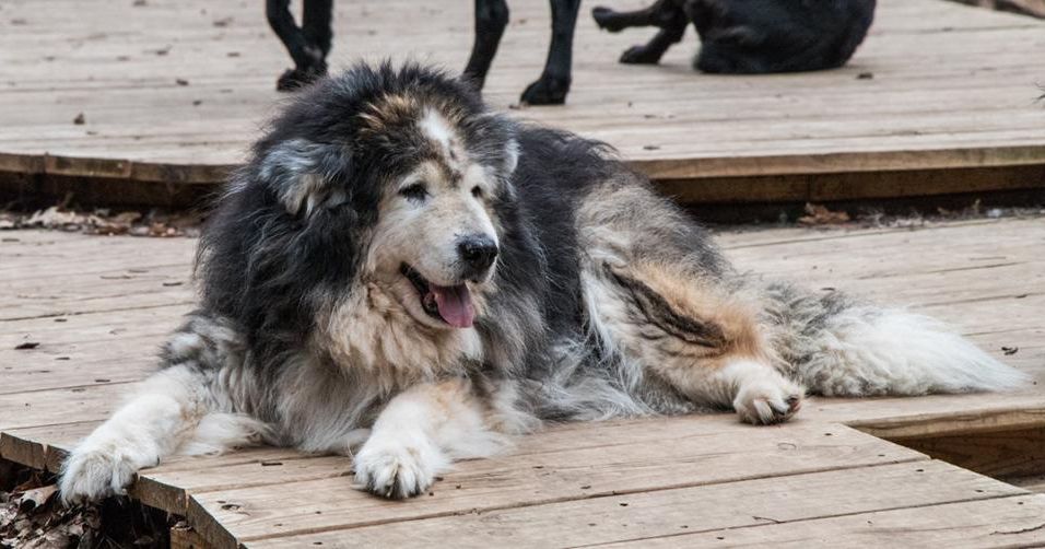 Old Friends’ Leo Passes to the Rainbow Bridge