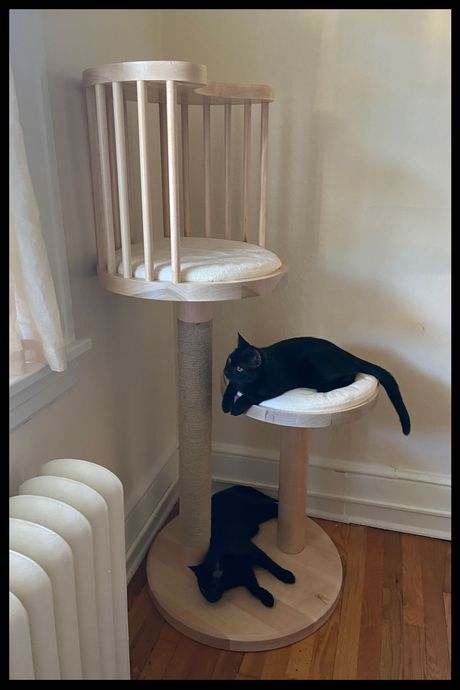 The Very Best Cat Trees, According to Cat People | The Strategist