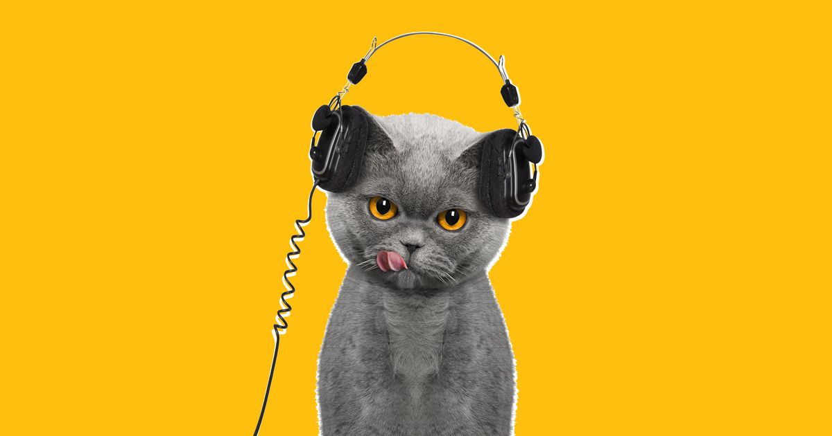 A Record Label Is Making an Album With Music Just for Cats -- Science of Us
