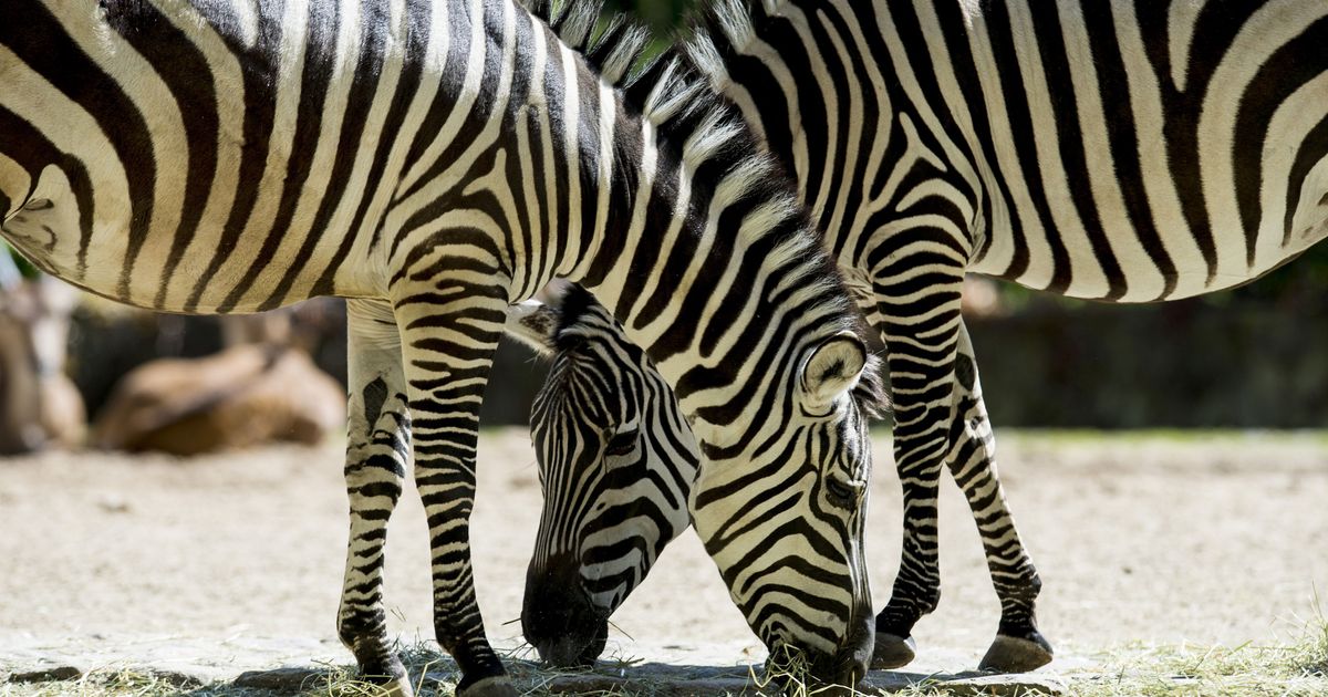 Teen Jumped Into Oklahoma City Zoo’s Zebra Exhibit for Love