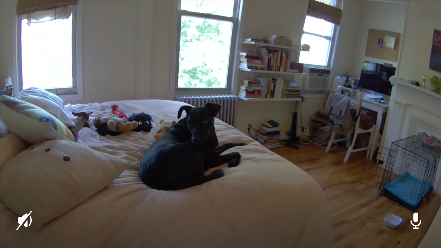 Should You Buy a Smart Camera to Spy on Your Dog?