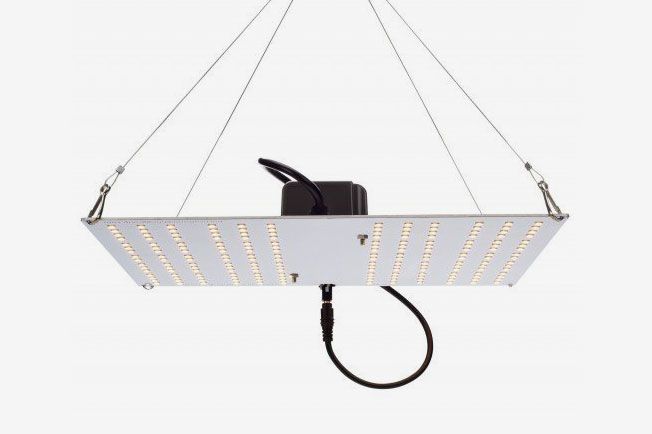 How to Grow Weed Indoors: An Ultimate Guide 2019 | The Strategist