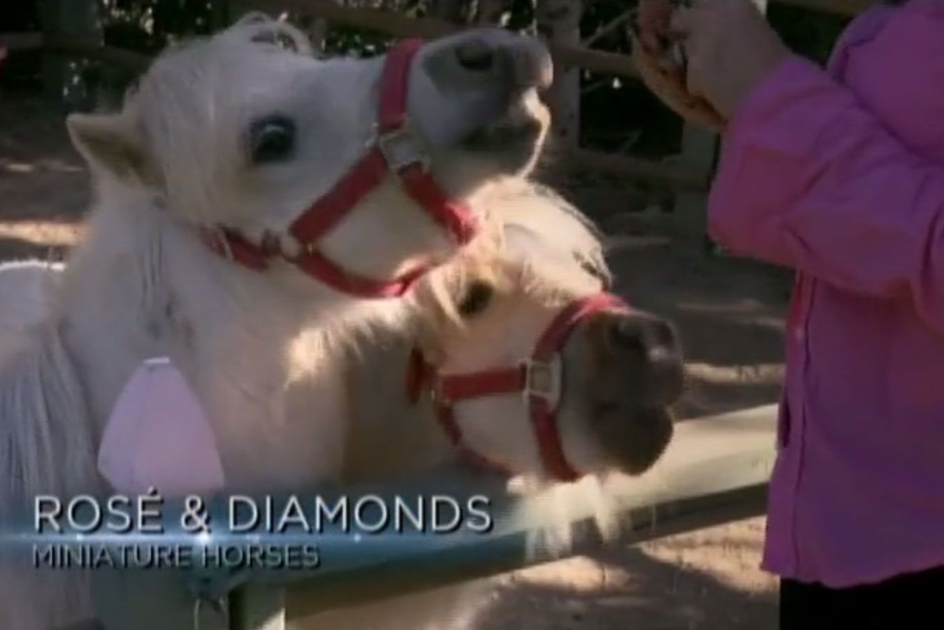 Vanderpump Rules Recap Season 5 Episode 15
