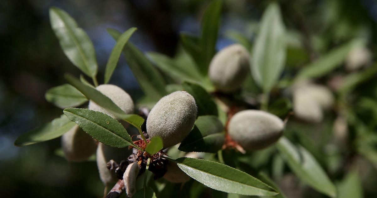 California’s Almonds Now Getting Destroyed by Too Much Rain