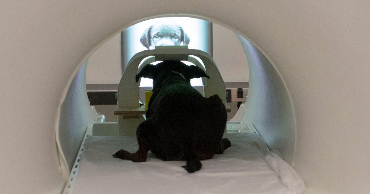 Look, It’s a Dog in a Brain Scanner