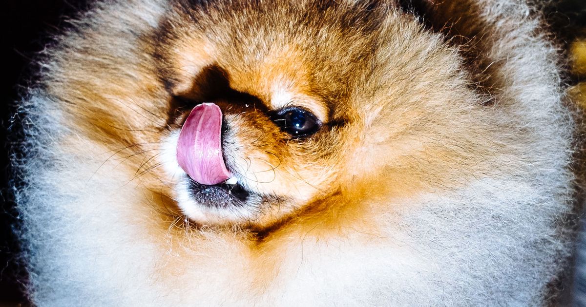 See All of the Primping Pups at the Westminster Dog Show