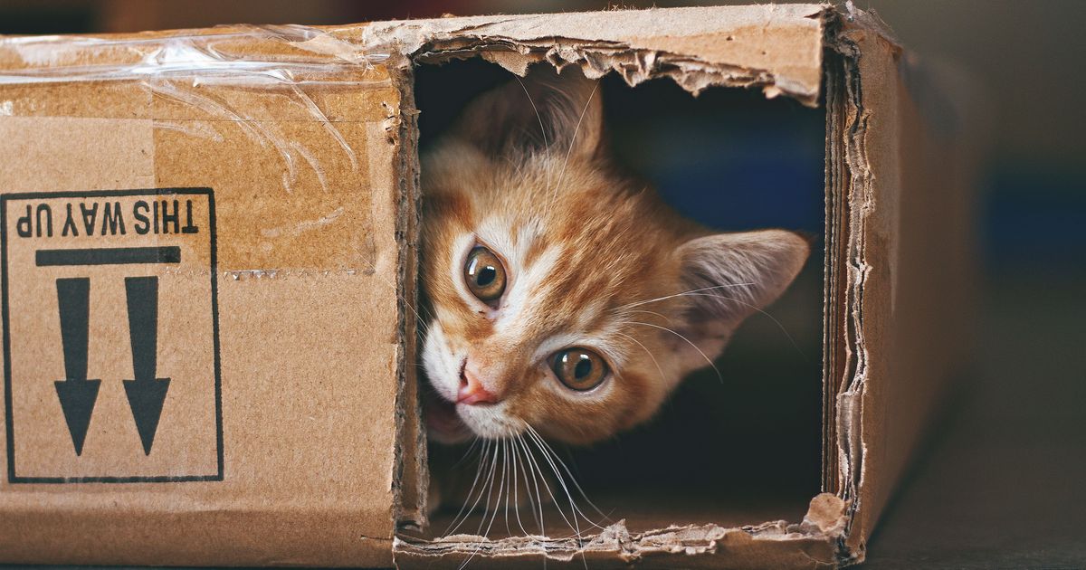 Why Cats Love Boxes and Crawling Into Small Spaces -- Science of Us