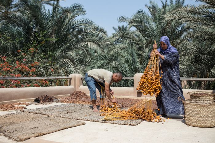 Photographer Christina Rizk on Date-Palm Harvesting in Egypt