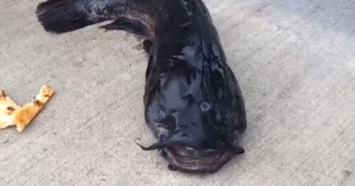 Was a 3-Eyed Catfish Really Caught in the Gowanus Canal?