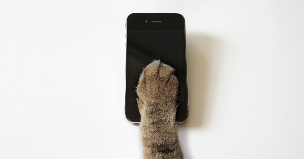 Feline Cell Phones: The Only Acceptable Form of Catcalling