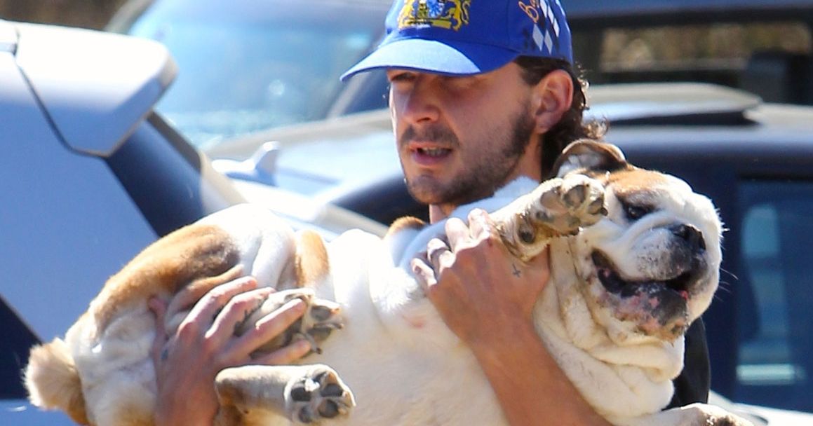 Shia LaBeouf Carries Bulldog Brando