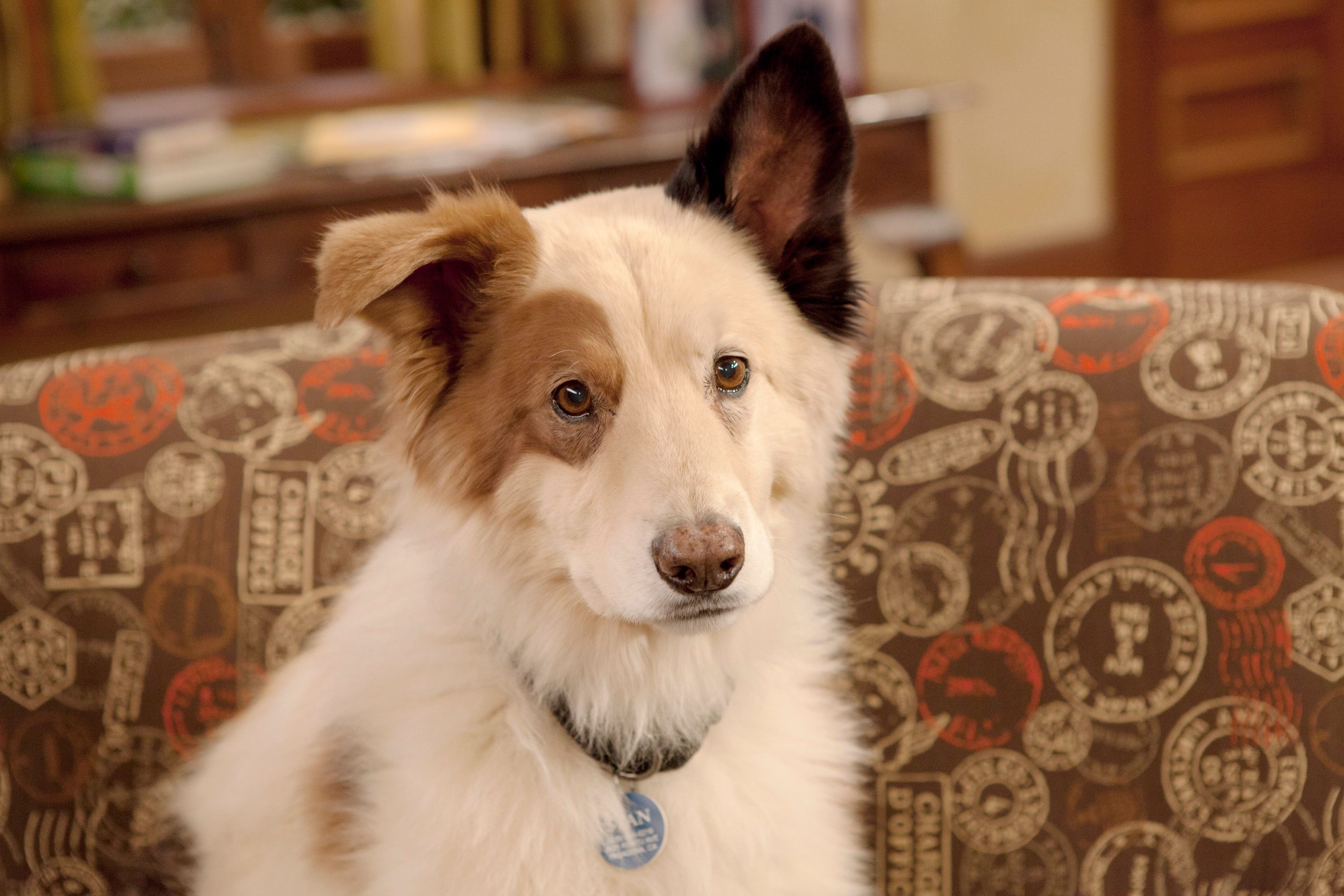 What Breed Of Dog Is Stan From Dog With A Blog What Breed Of Dog Is Stan From Dog With A Blog