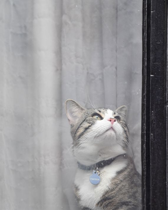 What Happened to Julian Assange’s Embassy Cat?