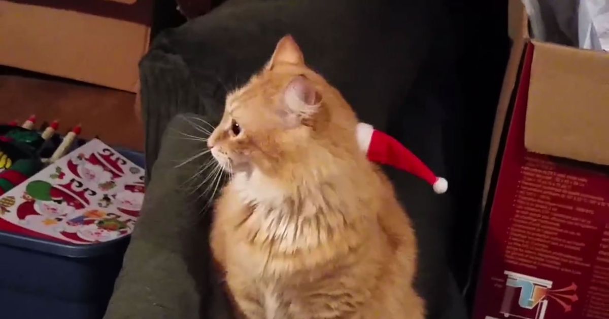 This Cat Desperately Wrangling With a Santa Hat Personifies the Holiday ...