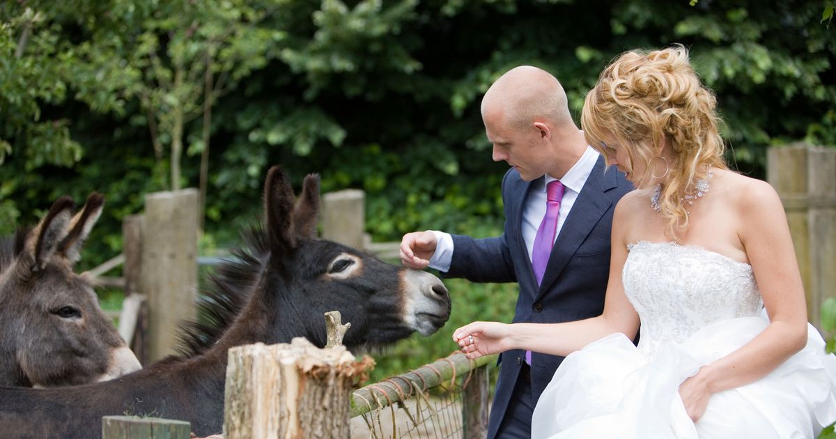 Having a Donkey at Your Wedding Is a Thing Now
