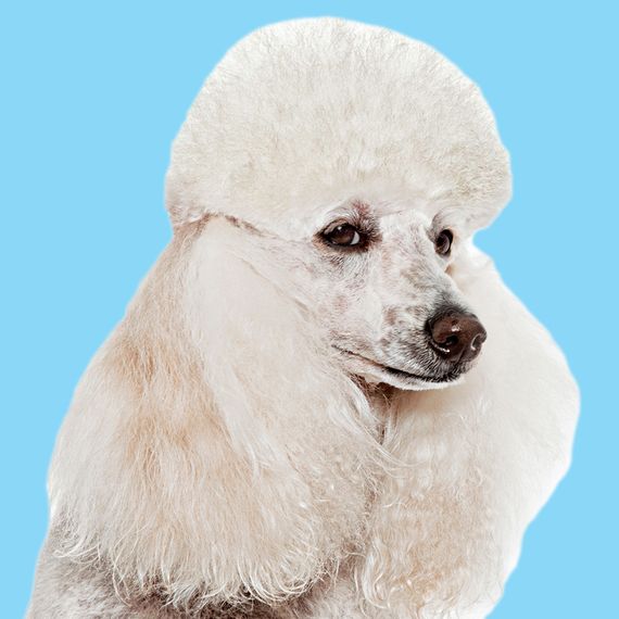 The Long History of Dog Breeders Making Dogs Much Sicker