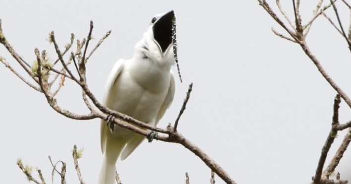World’s Loudest Bird Woos Females By Yelling in Their Faces