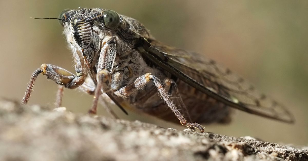Billions of Cicadas Are About to Invade the Northeast