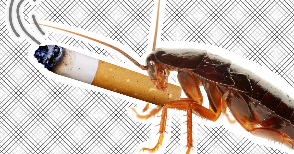 Cigarette Cockroach Spotted in the NYC Subway System