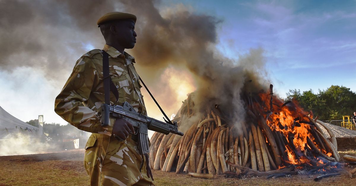 Trump Encourages Elephant Hunting