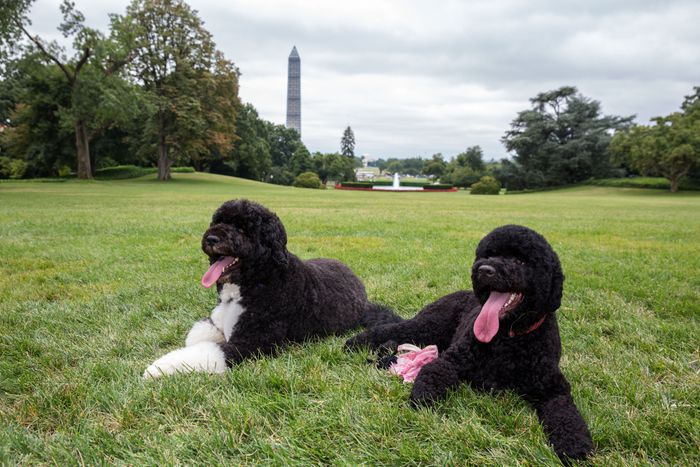 The Obama Family’s First Dog, Bo, Has Died