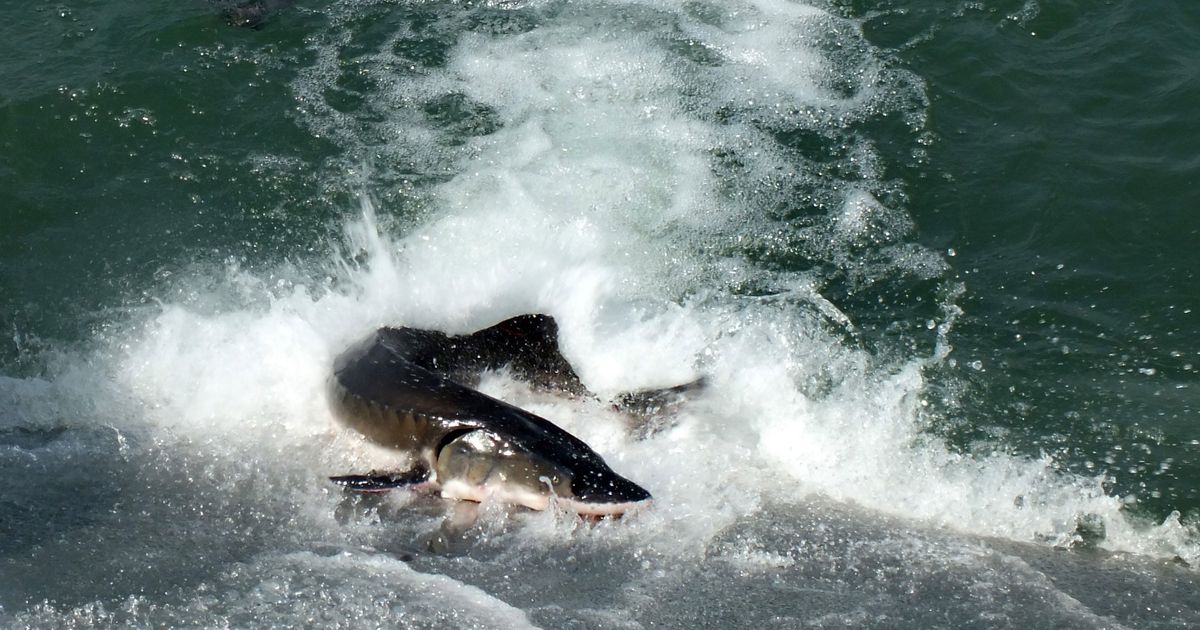 Florida Teen Knocked Unconscious by Fish