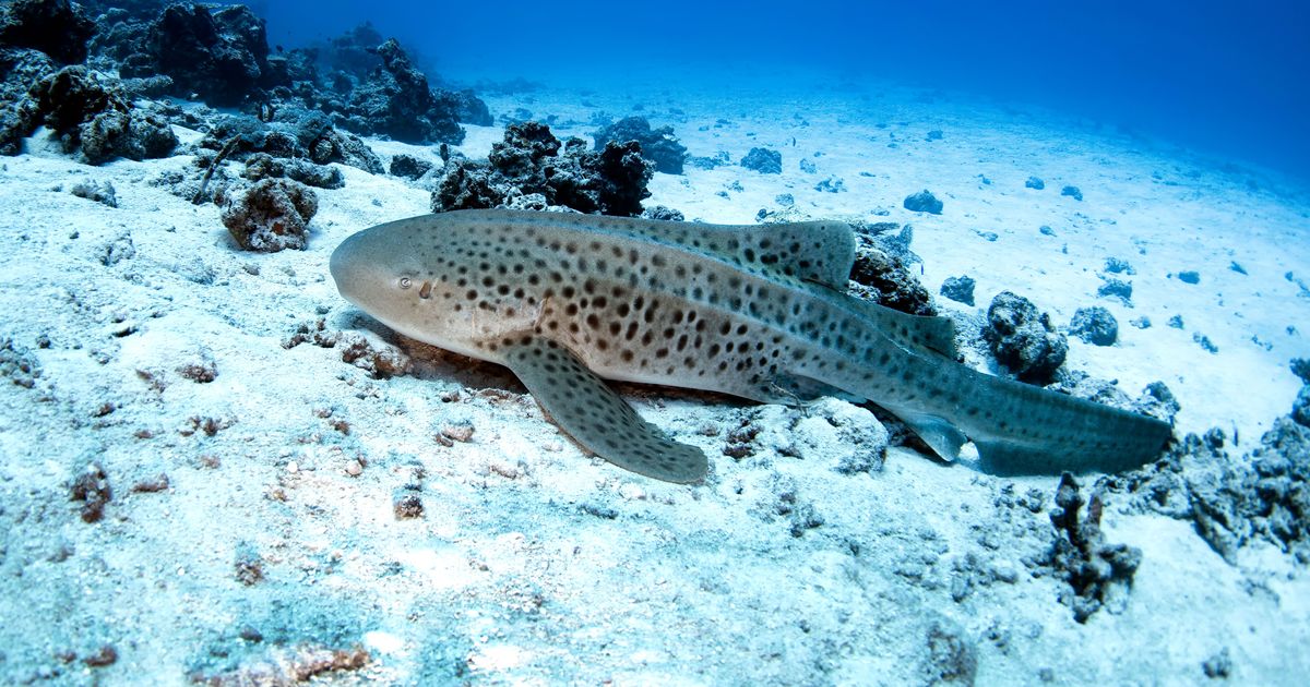 Female Zebra Shark Gives Birth Without a Male Mate